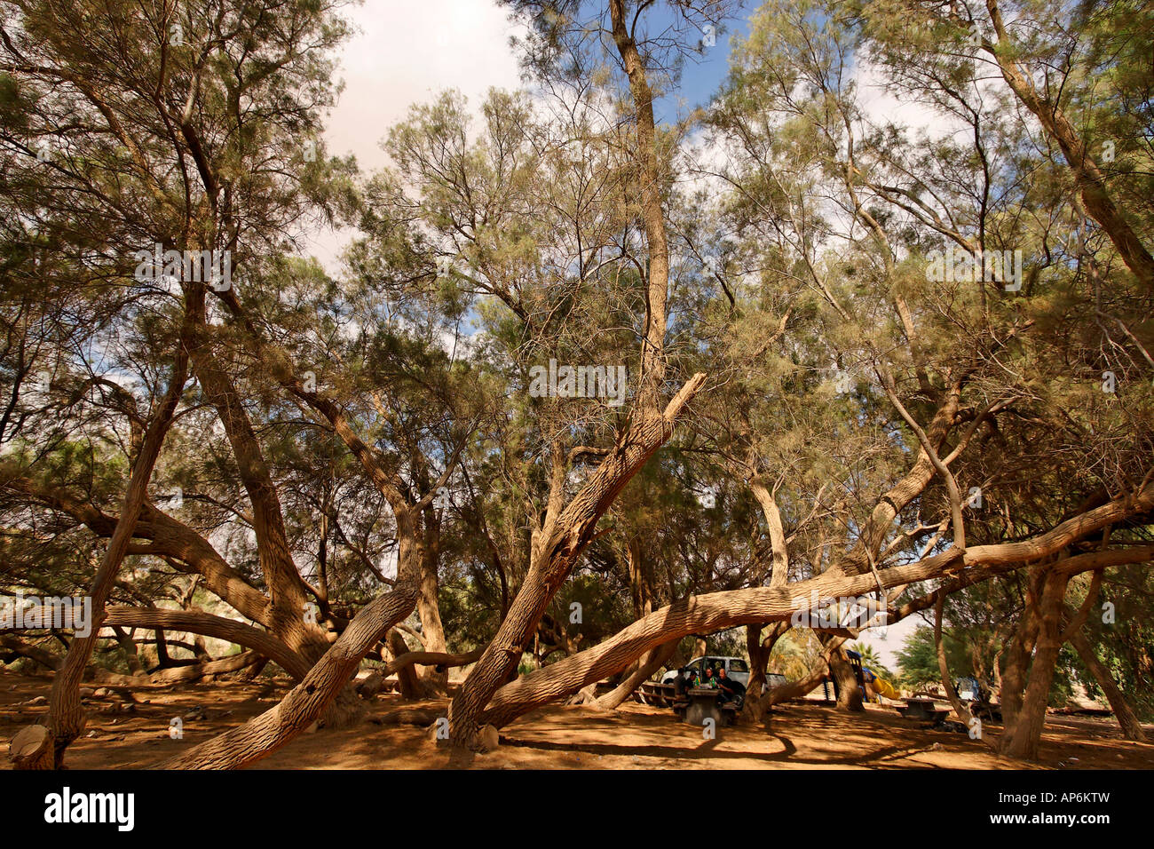 Tamarisk tree hi-res stock photography and images - Alamy