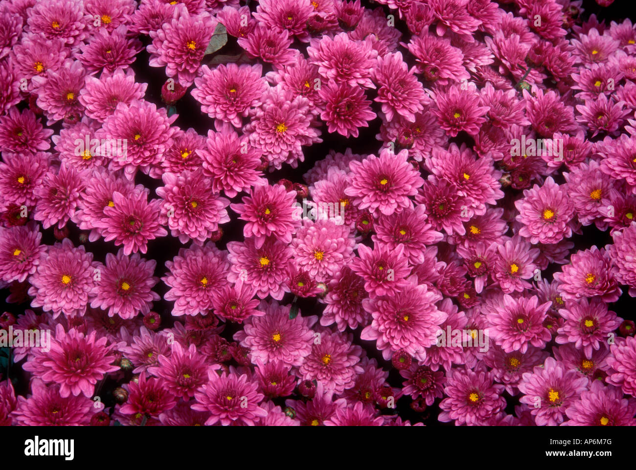 magenta mums, garden detail Stock Photo - Alamy
