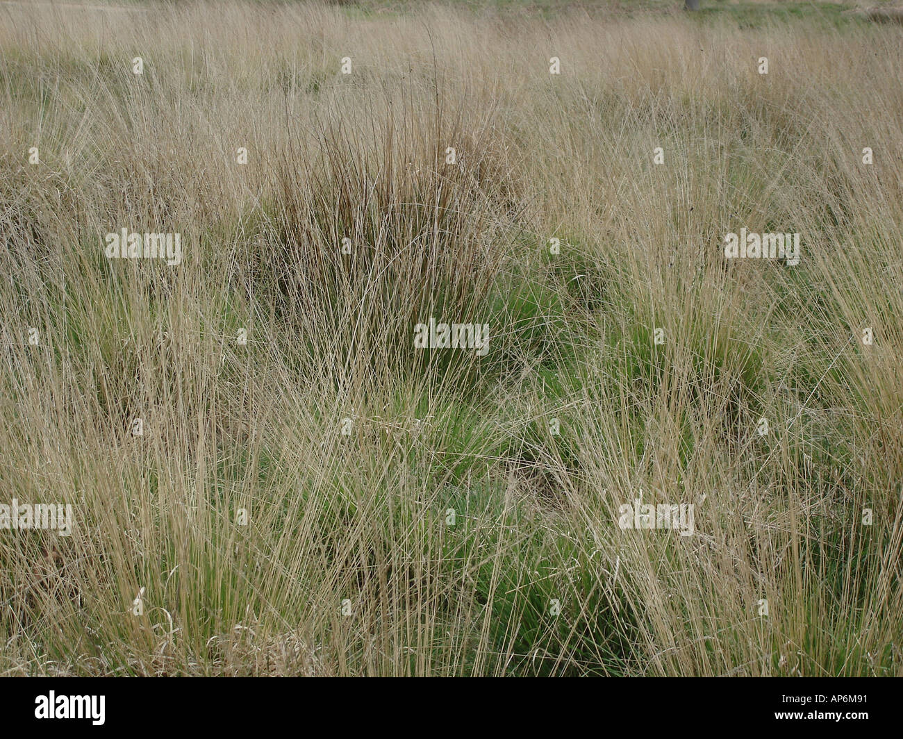 Grasses blowing in wind in Richmond Park England UK Stock Photo - Alamy