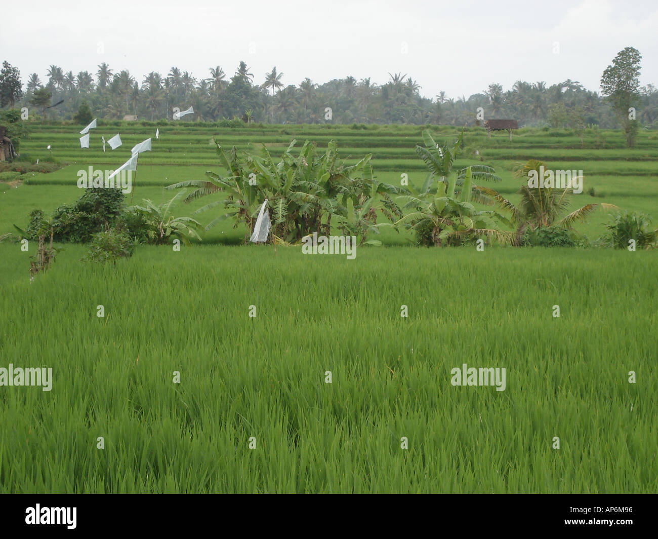 Padi fields near Ubud in Bali Indonesia Southeast Asia Stock Photo - Alamy