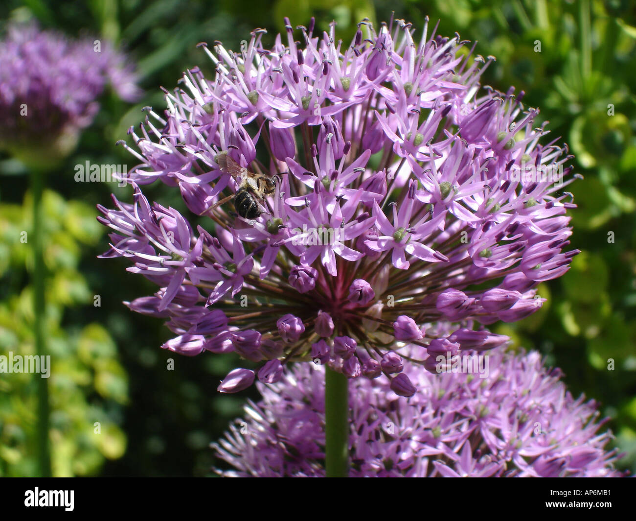Purple Allium flower Stock Photo - Alamy
