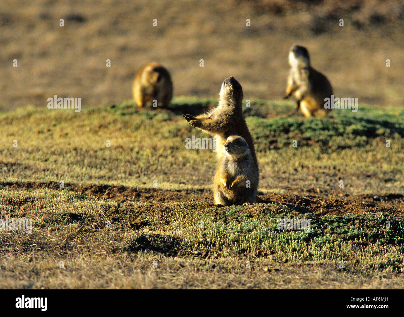 Prairie Dogs Sound the Alarm Stock Photo - Alamy