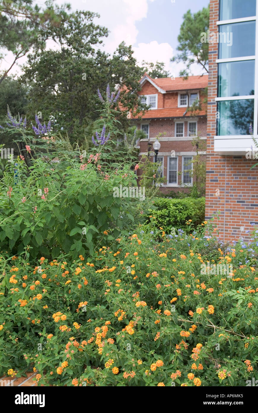 University of Florida campus Gainesville FL college school Stock Photo ...