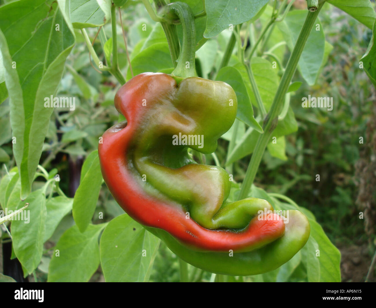 Naturally unnatural hi-res stock photography and images - Alamy