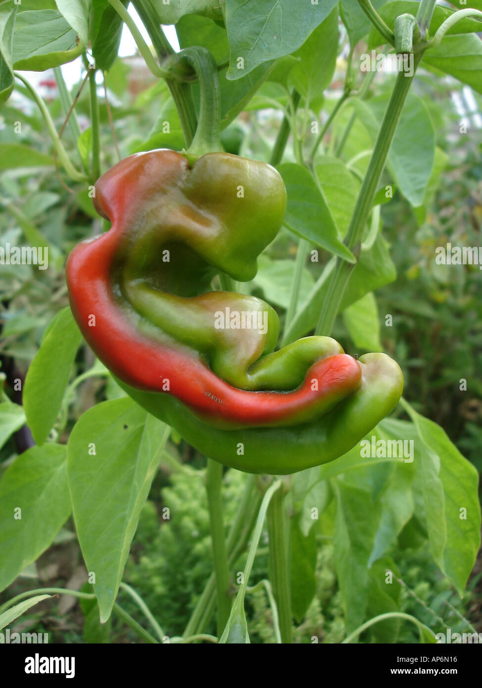 Green pepper growing naturally on a stalk in Lefkas in Ionian Islands ...
