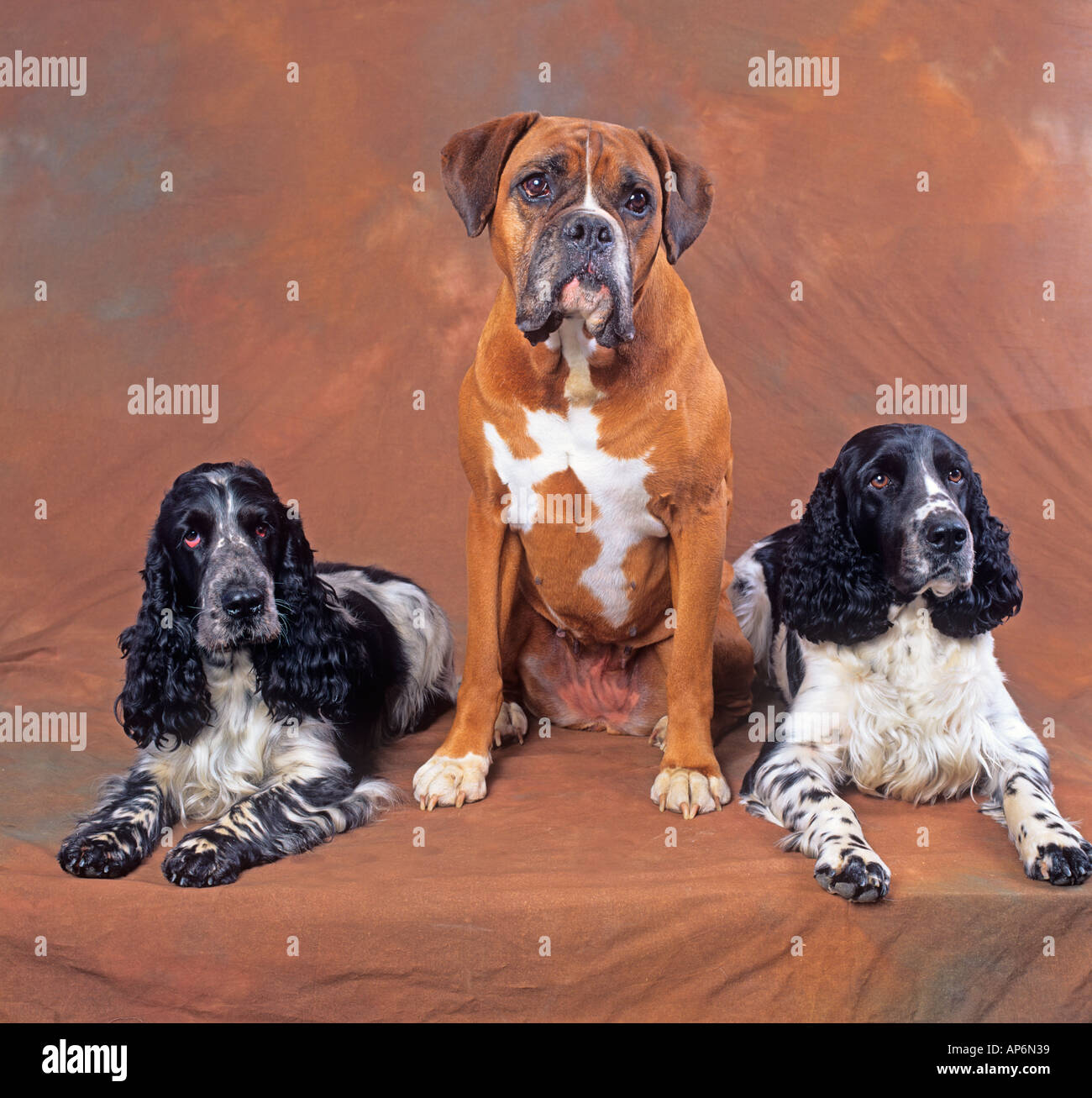 Spaniels portrait hi-res stock photography and images - Alamy