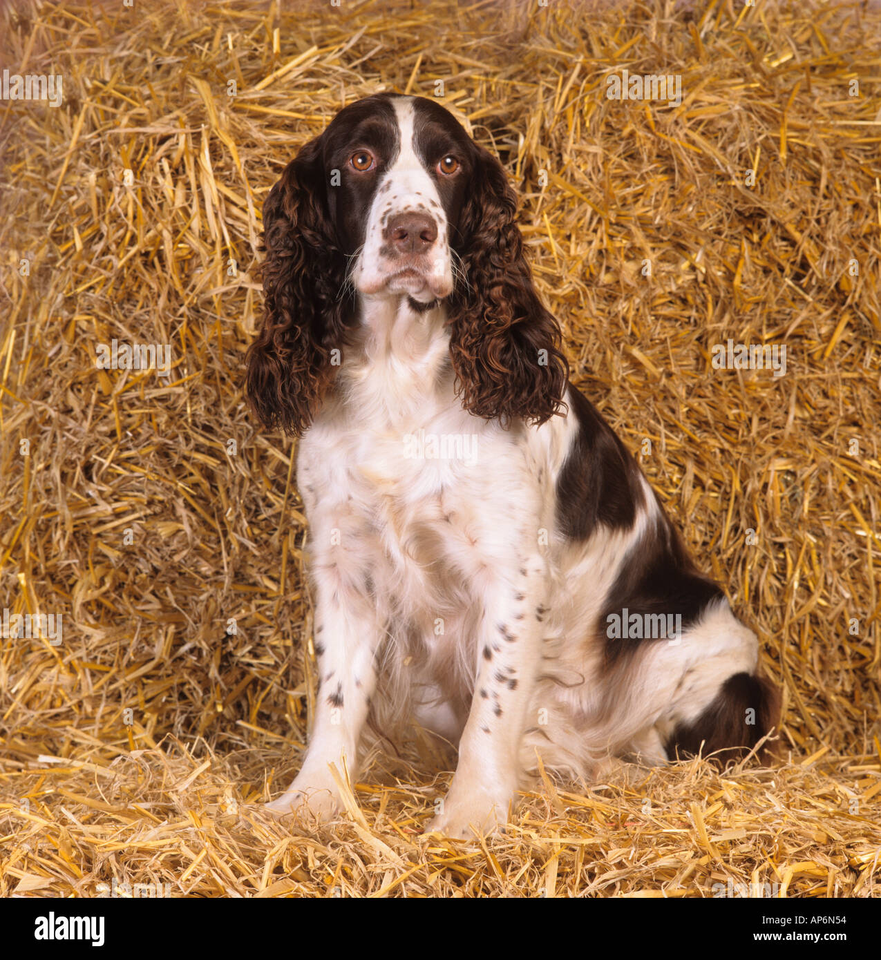 English Springer Spaniel Liver White Stock Photo - Alamy