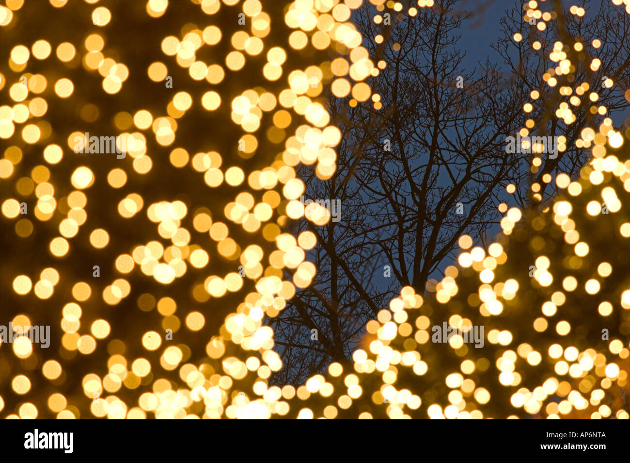 Tree with light bulbs Stock Photo - Alamy