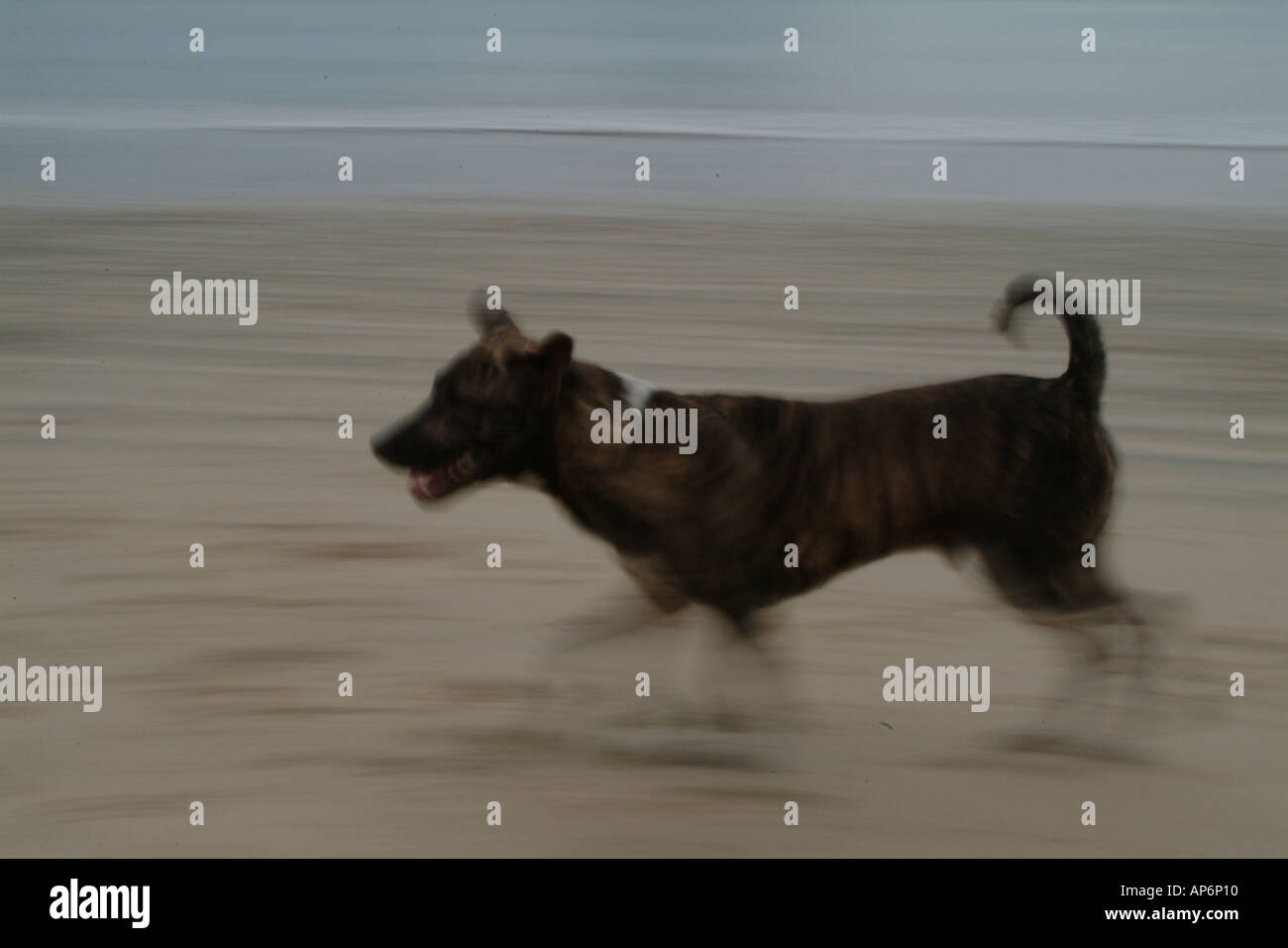 Dog jump blur movement hi-res stock photography and images - Alamy