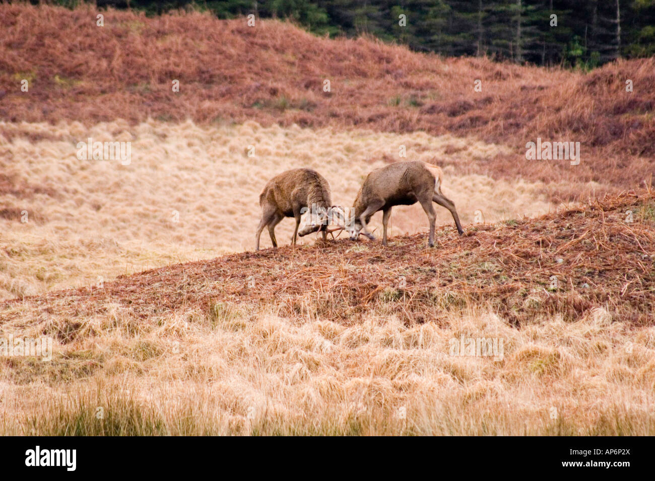 Rutting red deer stags in scotland hi-res stock photography and images ...