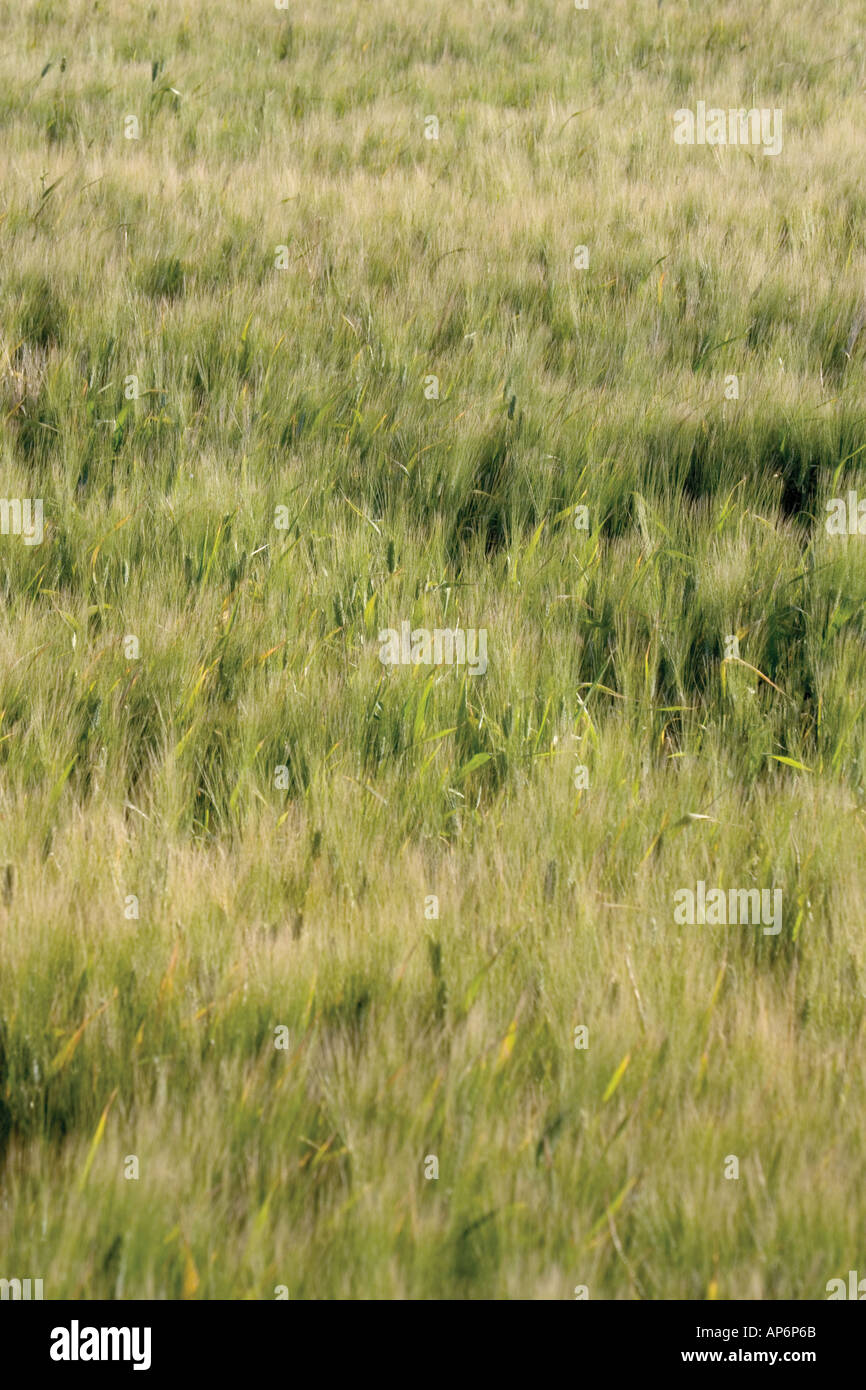 Grass moving in the breeze hi-res stock photography and images - Alamy