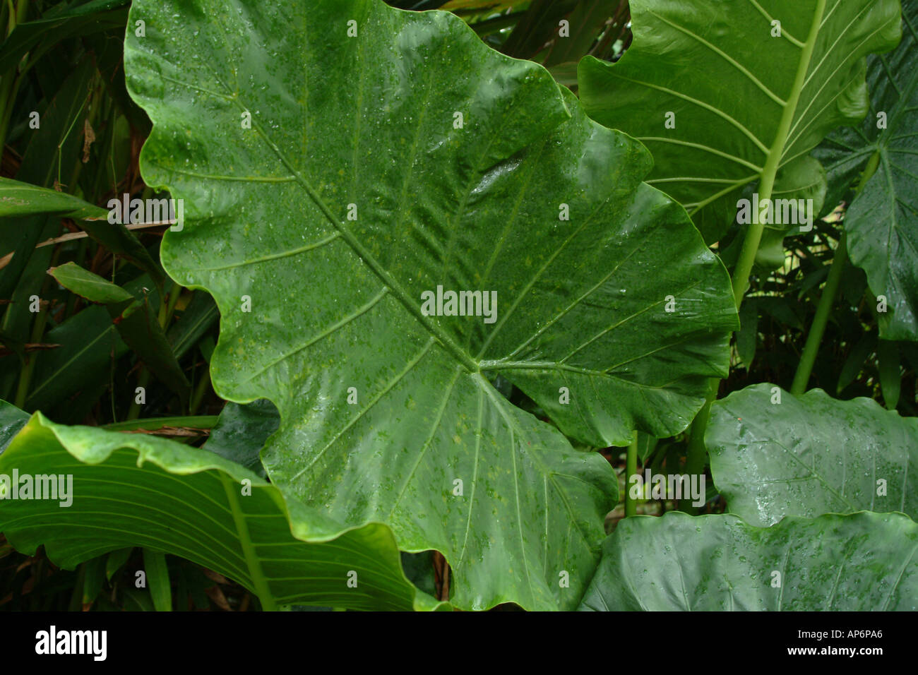 Large tropical leaf Stock Photo - Alamy