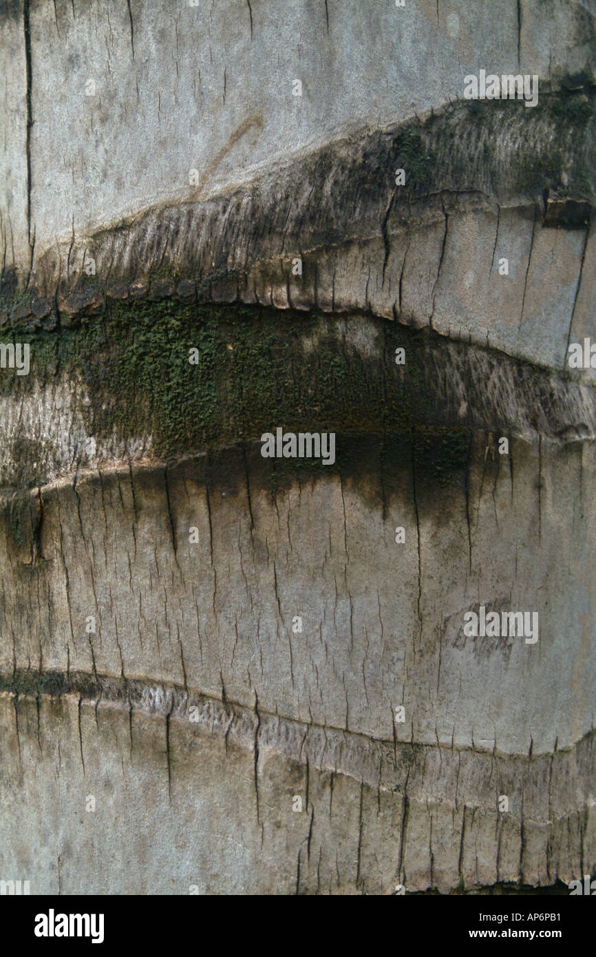 Coconut tree rings hi-res stock photography and images - Alamy