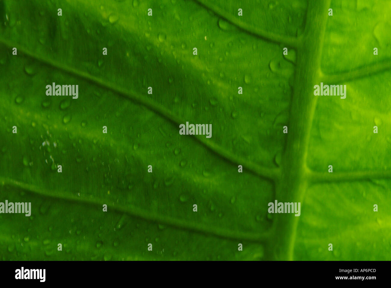 Leaf Pattern Close up Stock Photo - Alamy