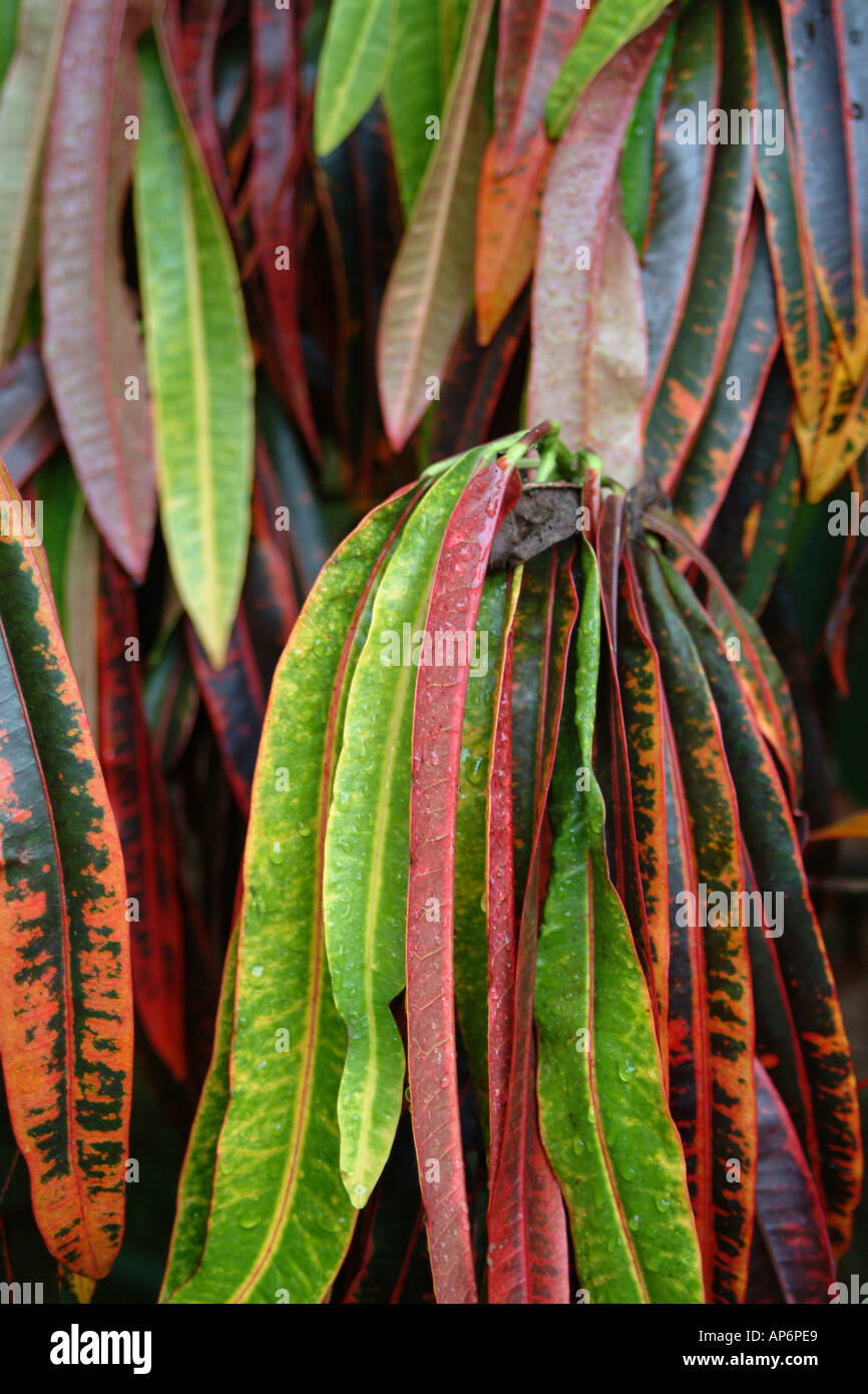 Varigated multi-coloured leaves on tropical plant Stock Photo - Alamy