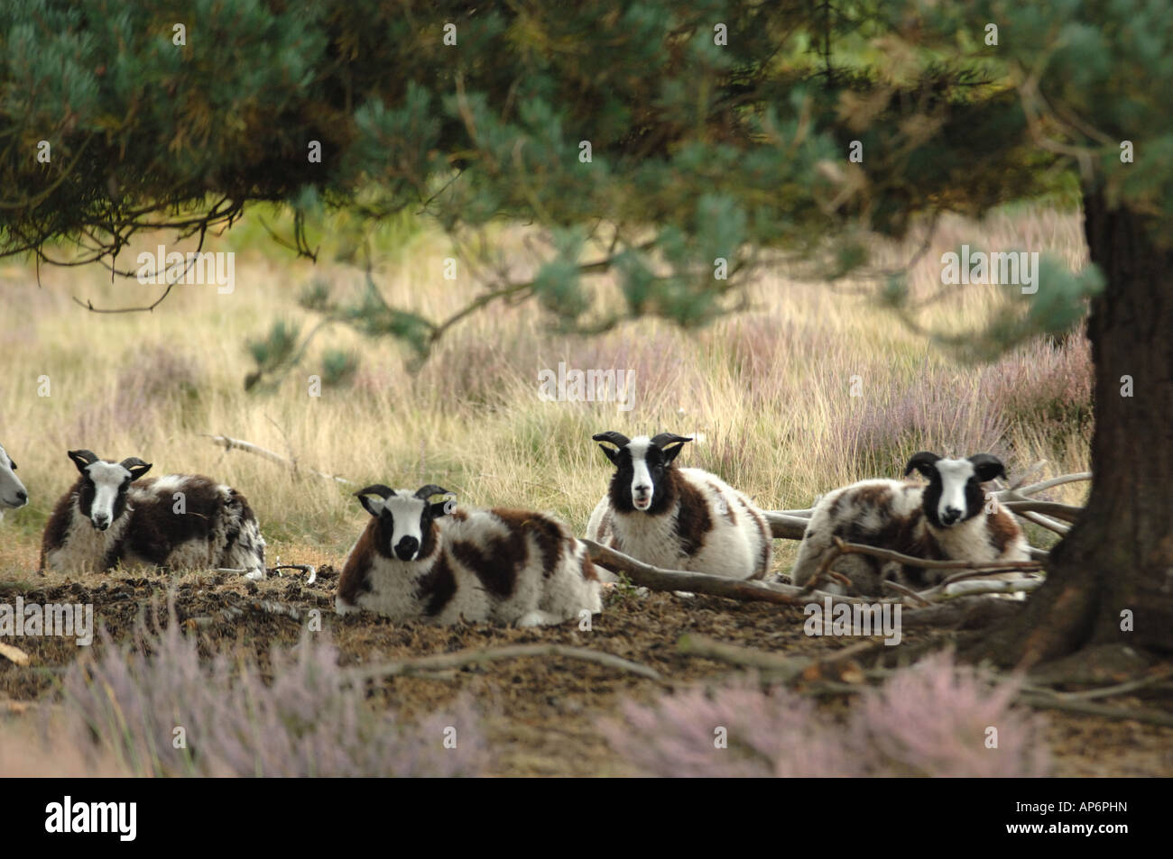Jacob sheep hi-res stock photography and images - Alamy