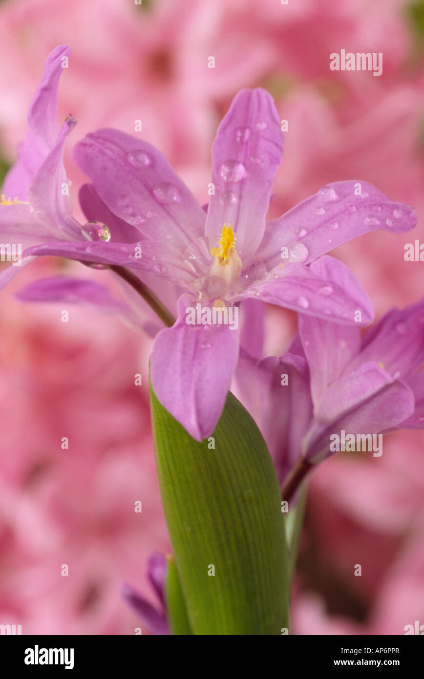 Chionodoxa luciliae violet beauty glory hi-res stock photography and ...