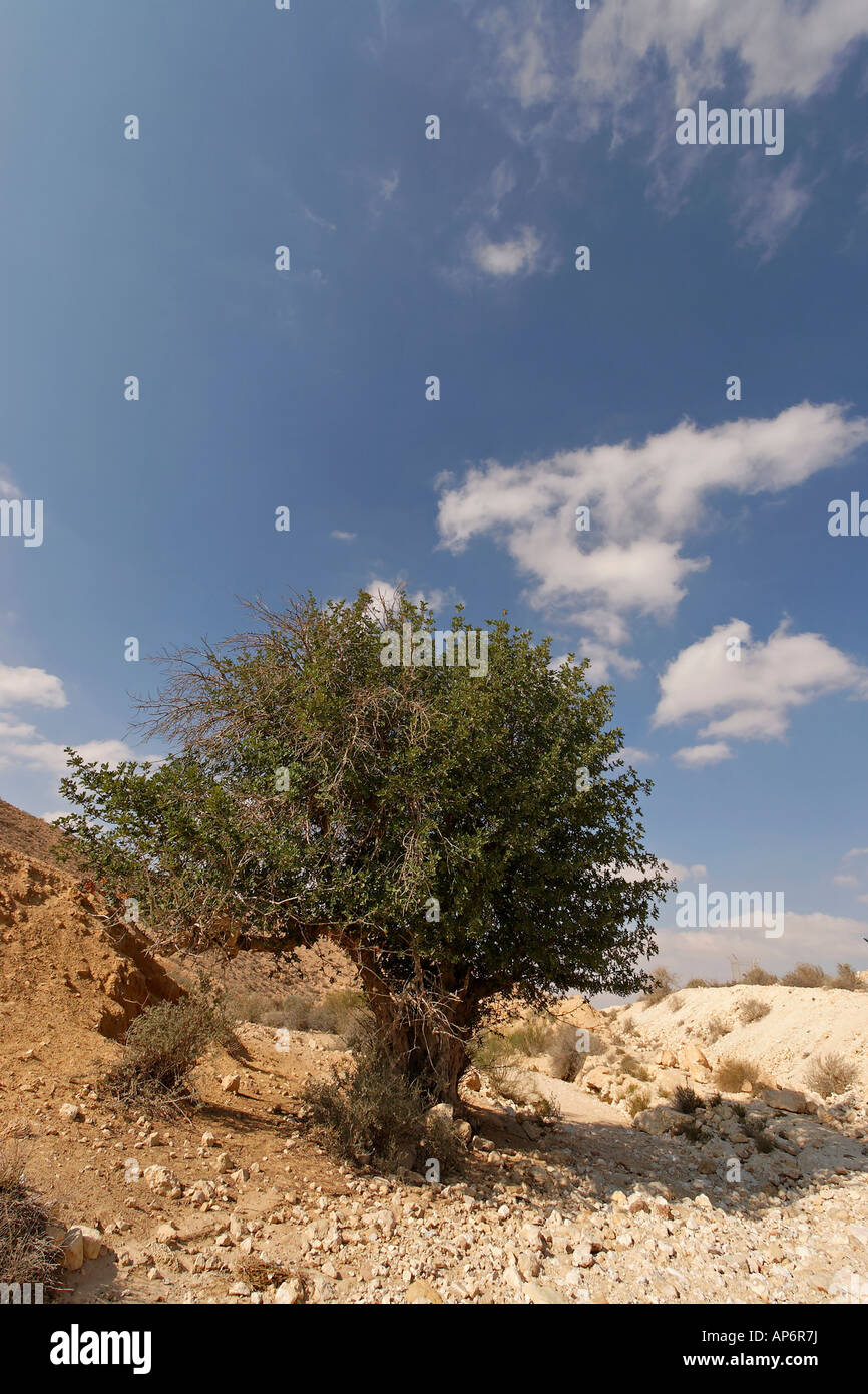 Israel Carob tree in the Negev desert Stock Photo - Alamy