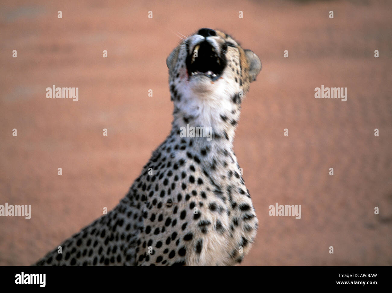 big african cat Stock Photo - Alamy