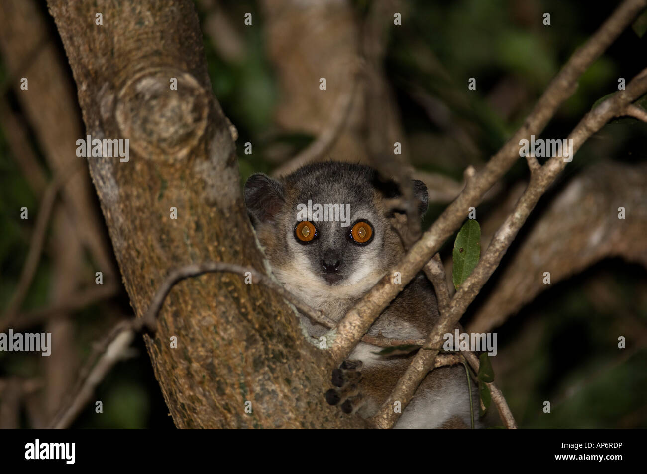 White-footed sportive lemur, Lepilemur leucopus, Berenty private ...