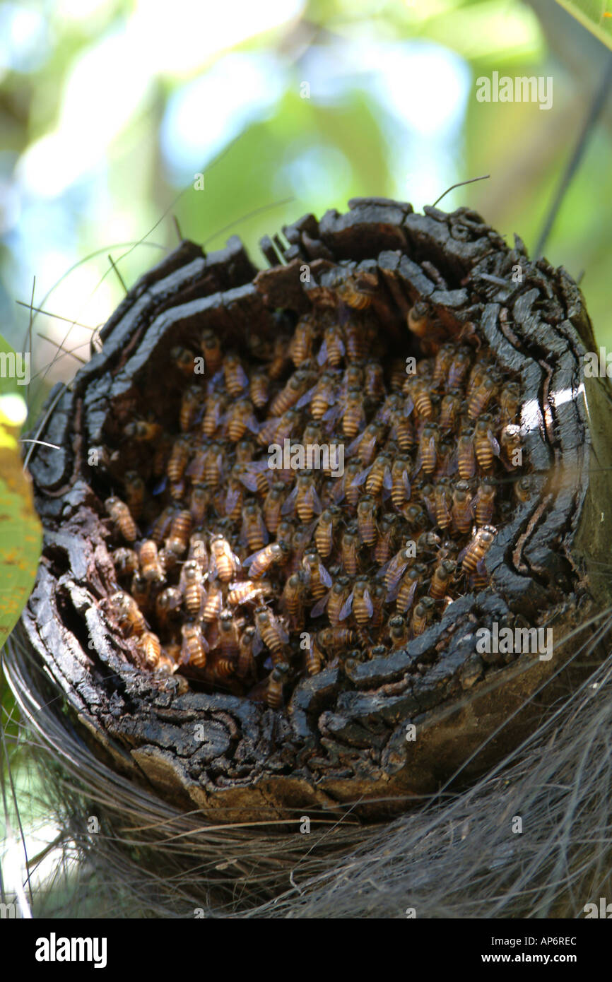 Bees nesting in the end of a log in Bali Stock Photo - Alamy