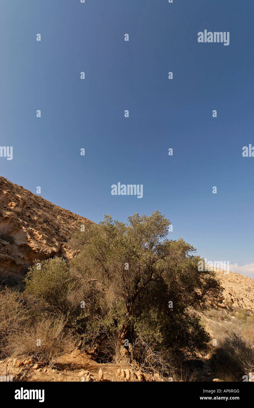 Israel ancient Olive tree in the Negev desert Stock Photo - Alamy