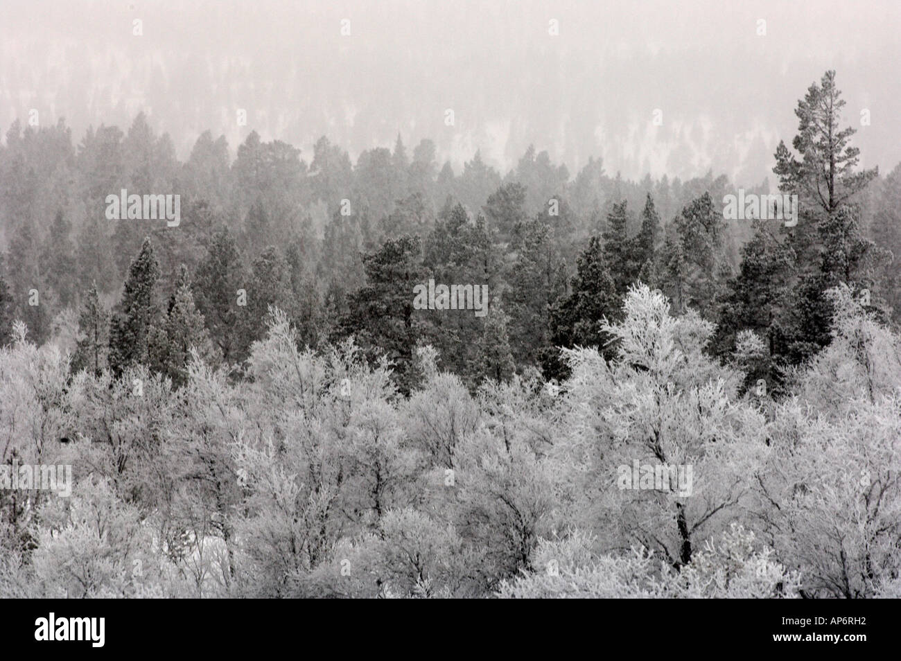 Frosty forest valdalsfjellet hi-res stock photography and images - Alamy
