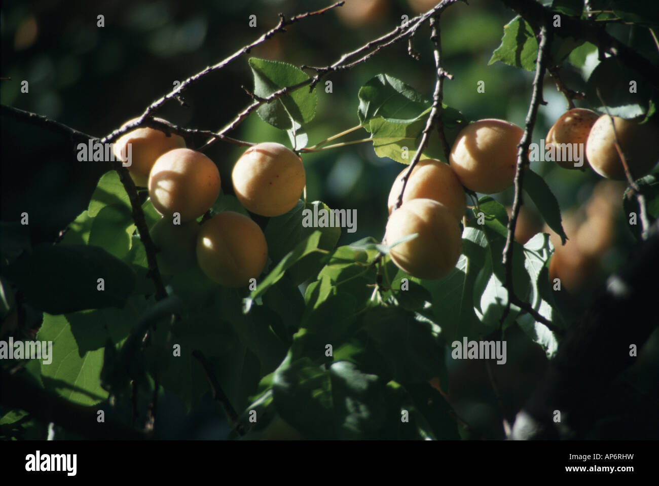 Hunza apricots pakistan hi-res stock photography and images - Alamy