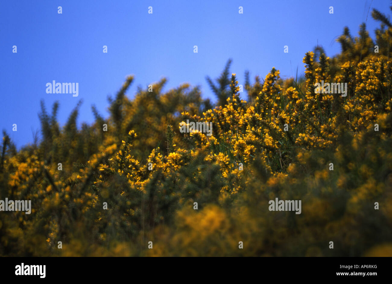 yellow heather on old harry walk Stock Photo - Alamy