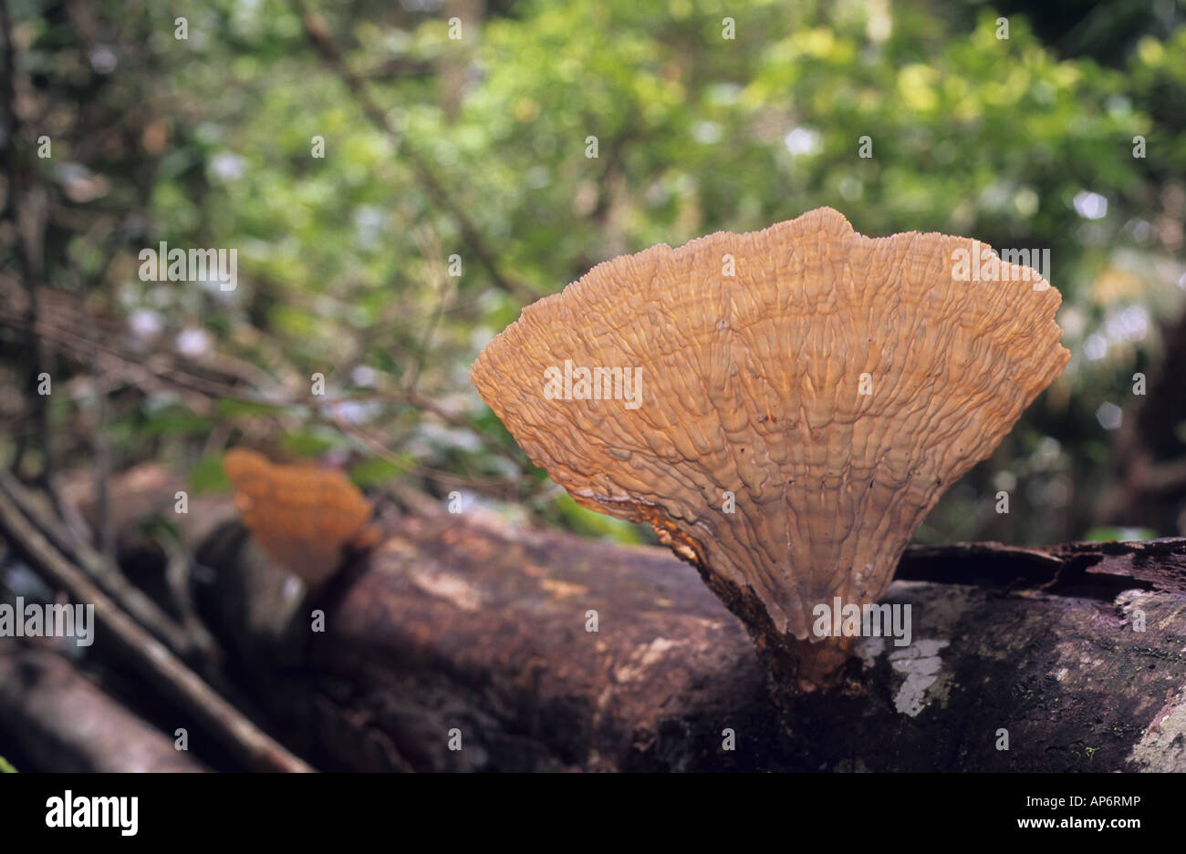 Rainforest Gilled Fungi