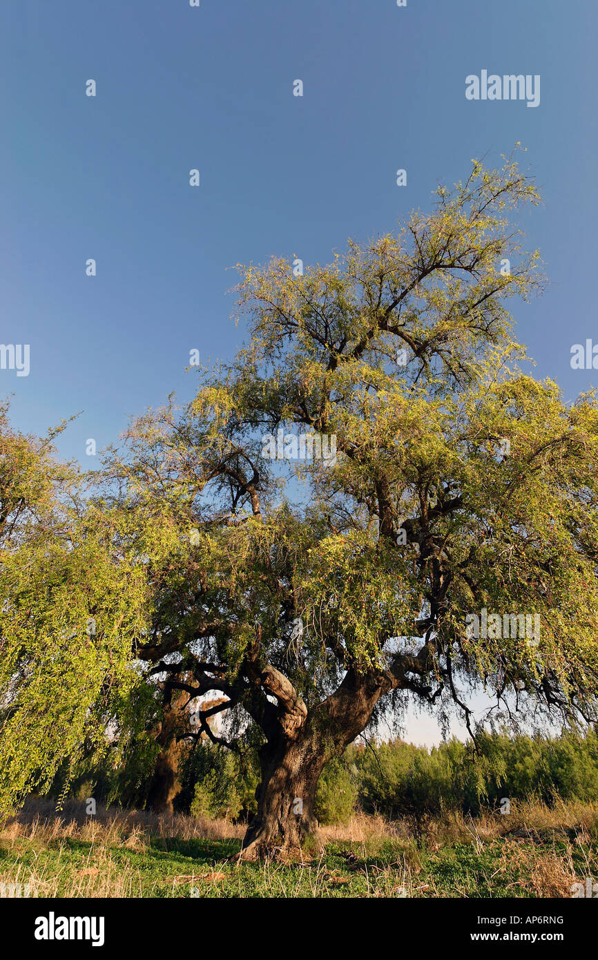 Israel the Shephelah Jujube tree in Tel Hadid Stock Photo - Alamy