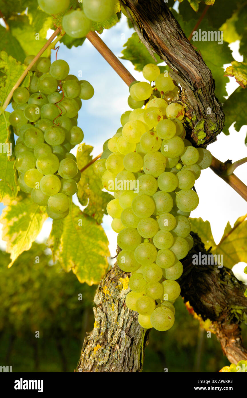 Vendage hi-res stock photography and images - Alamy