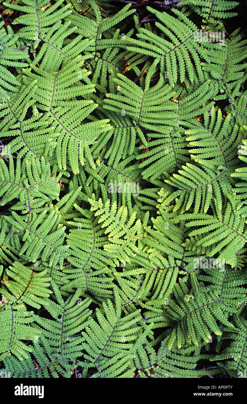 Dense patch of green fern leaves Royal National Park Australia Stock ...