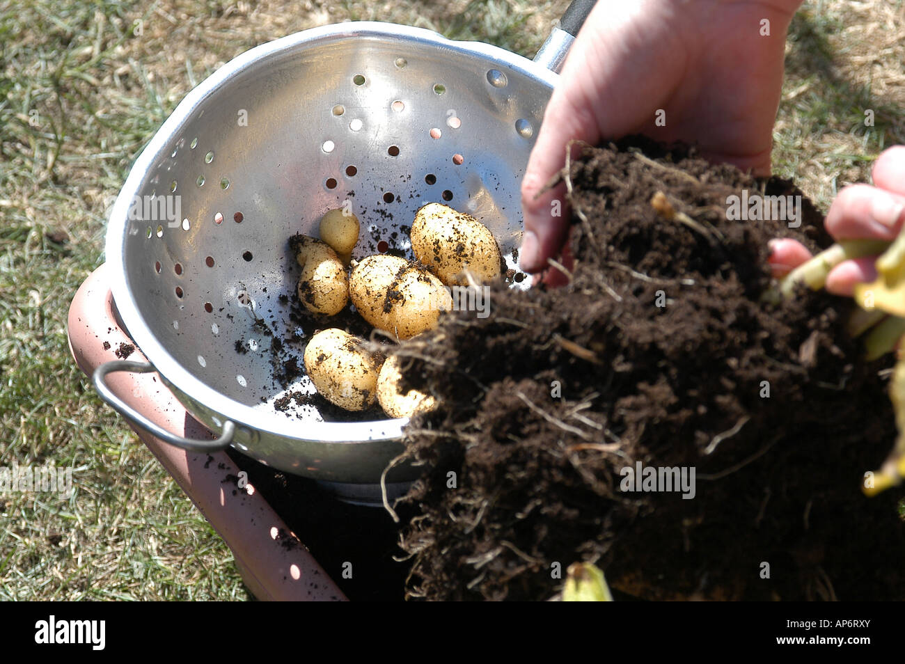 New potato arran pilot hi-res stock photography and images - Alamy