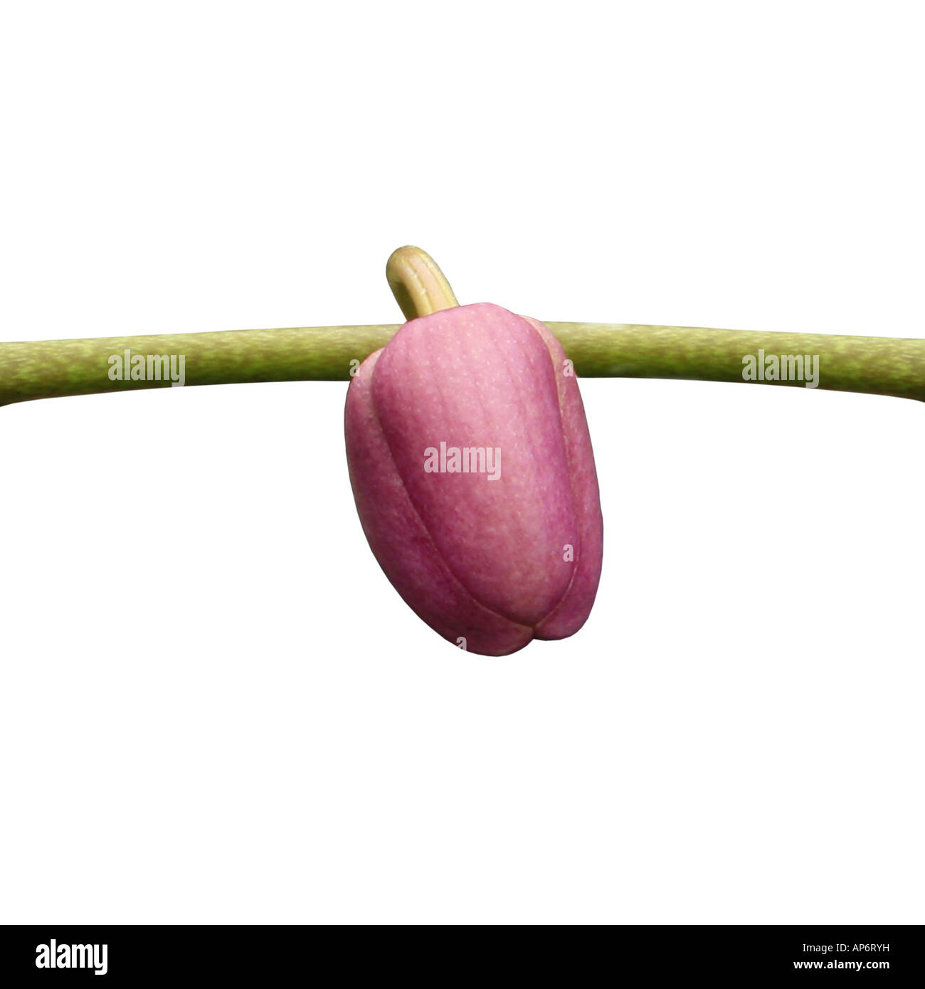 moth orchid Phalaenopsis hybrid bud Stock Photo - Alamy