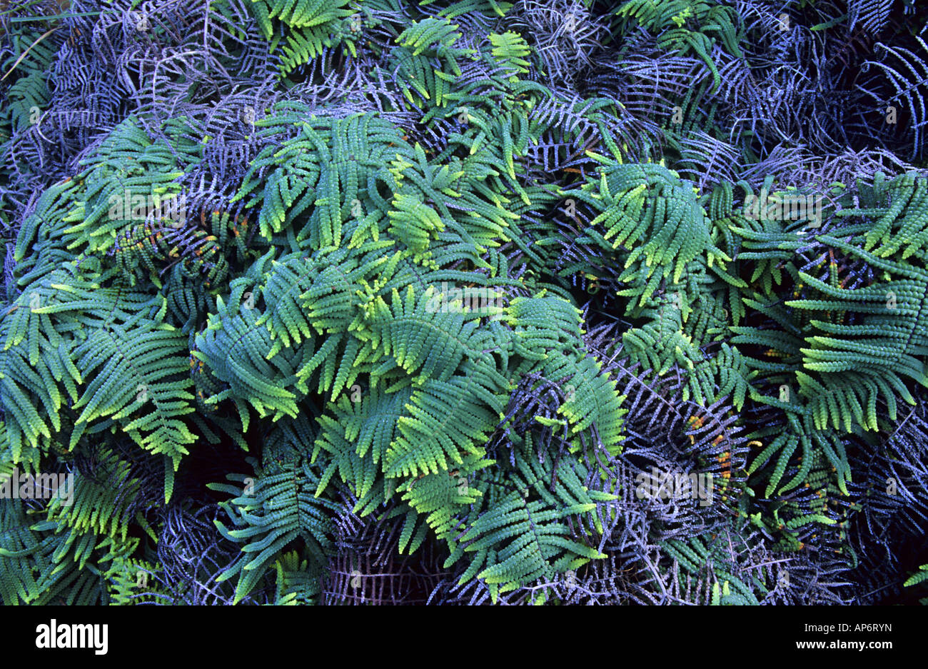 Fern hi-res stock photography and images - Alamy