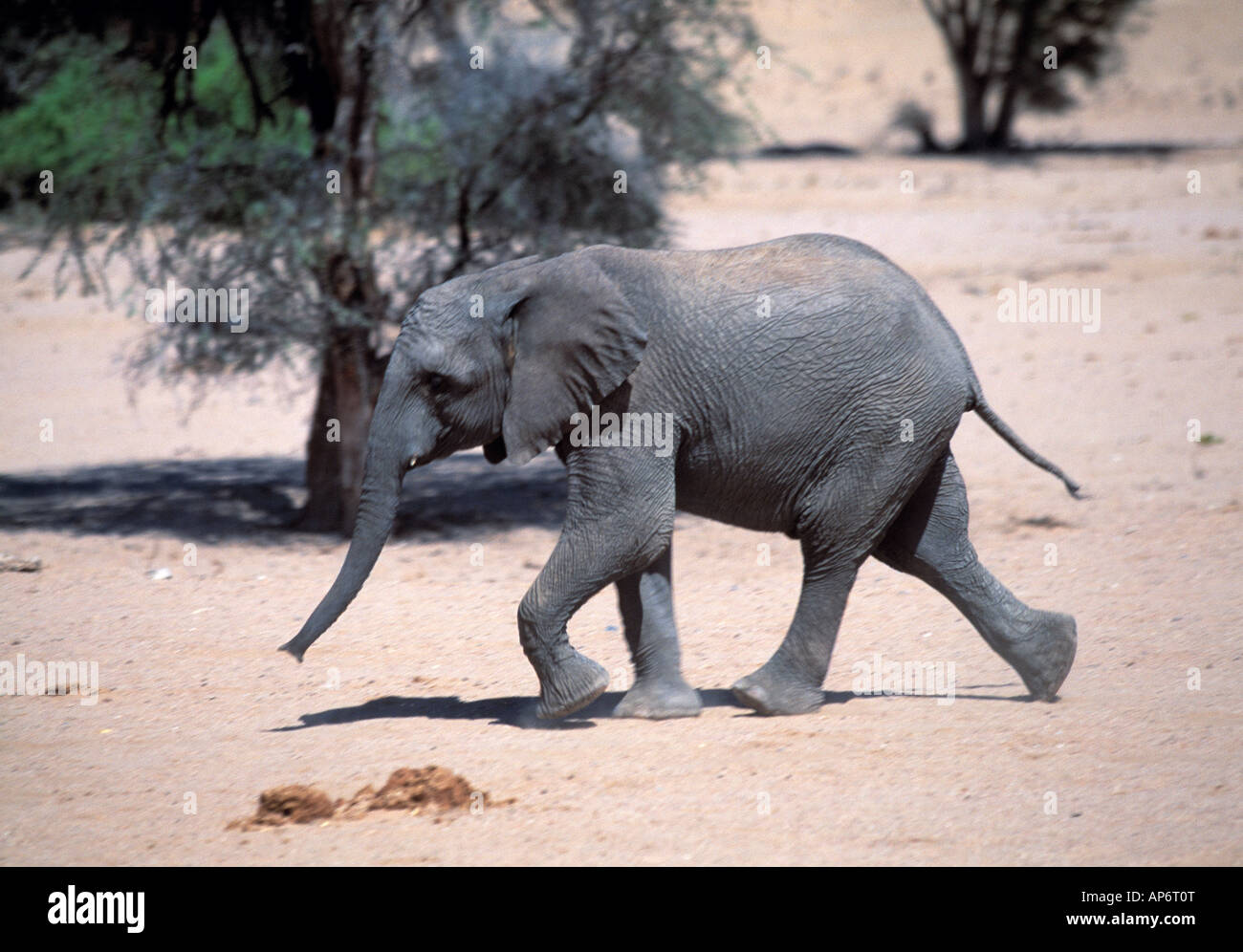 Small elephant hi-res stock photography and images - Alamy