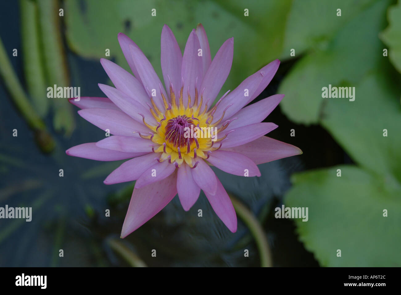 Lotus flower Nelumbo Nucifera in Bali pond Stock Photo - Alamy