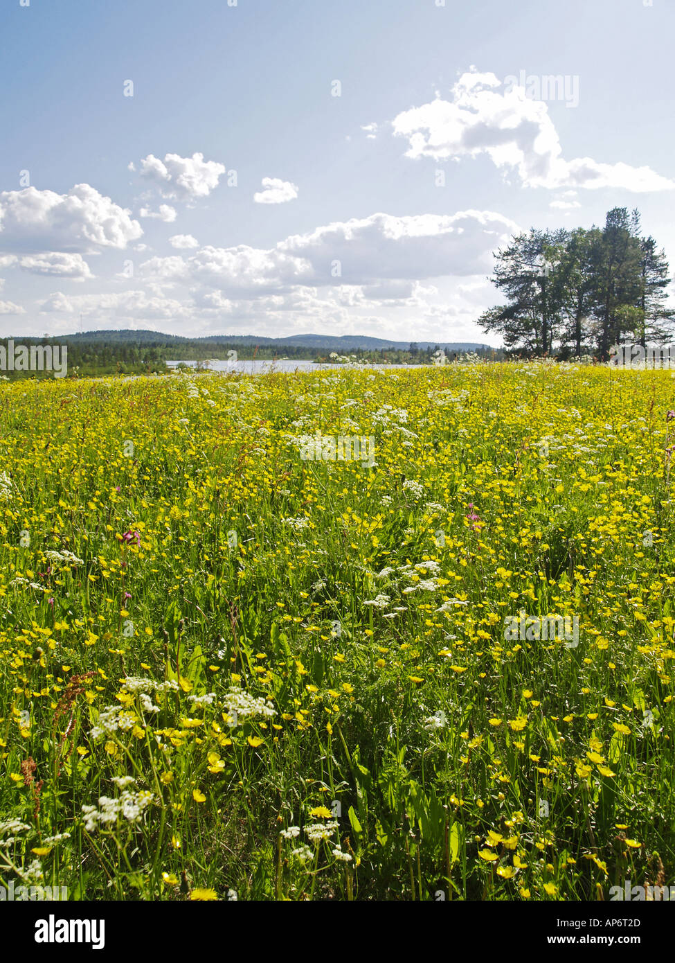 Finnmark flower hi-res stock photography and images - Alamy