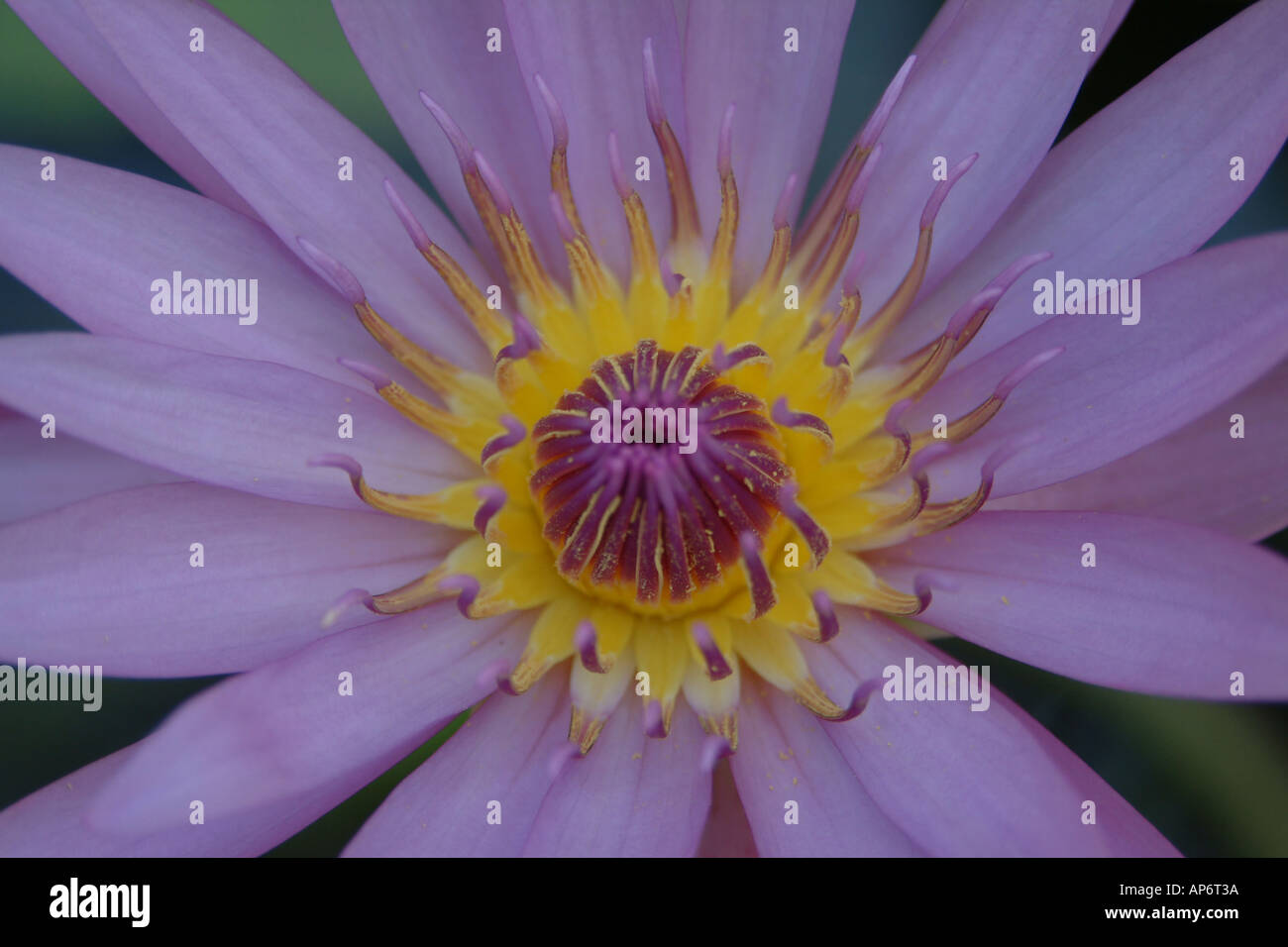 Lotus flower Nelumbo Nucifera in Bali pond Stock Photo - Alamy