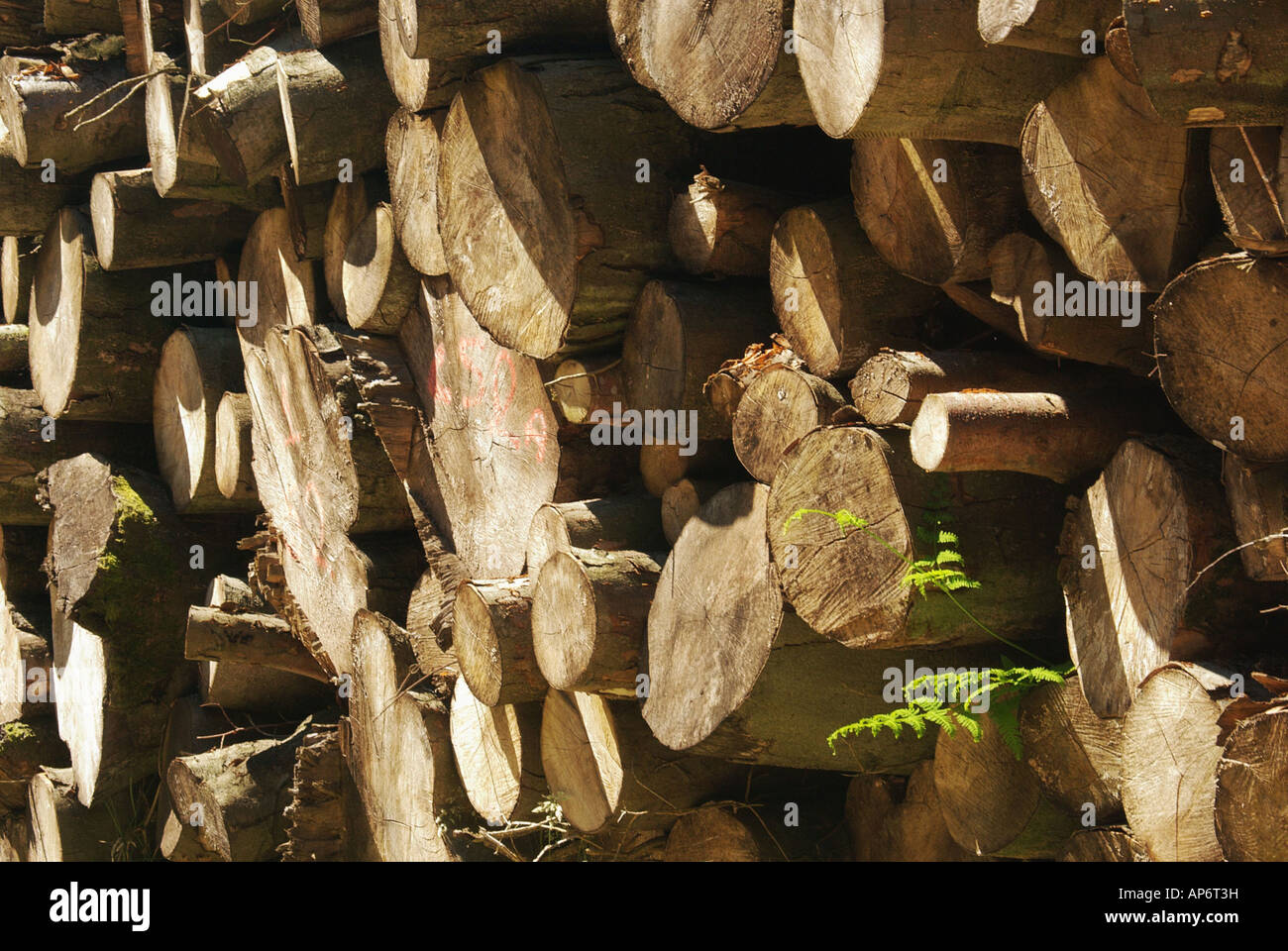Stacked wood logs Stock Photo - Alamy