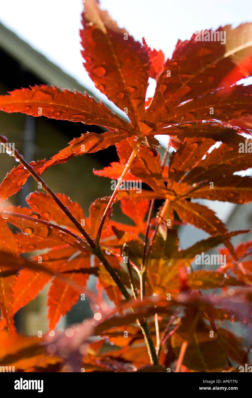 red acer tree, acer Stock Photo - Alamy
