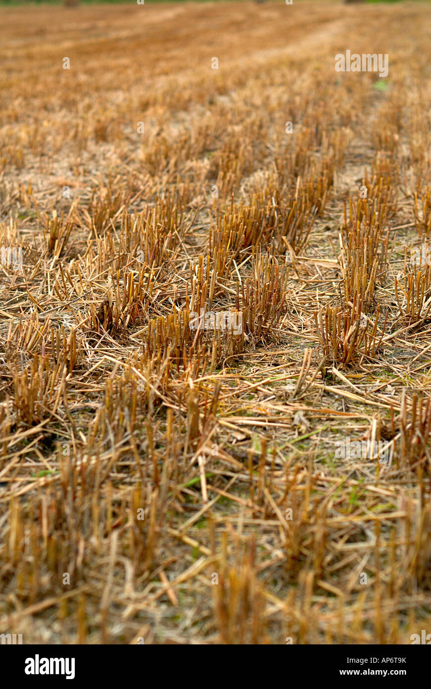 Wheat field stubble just after harvesting, narrow depth of focus Stock ...
