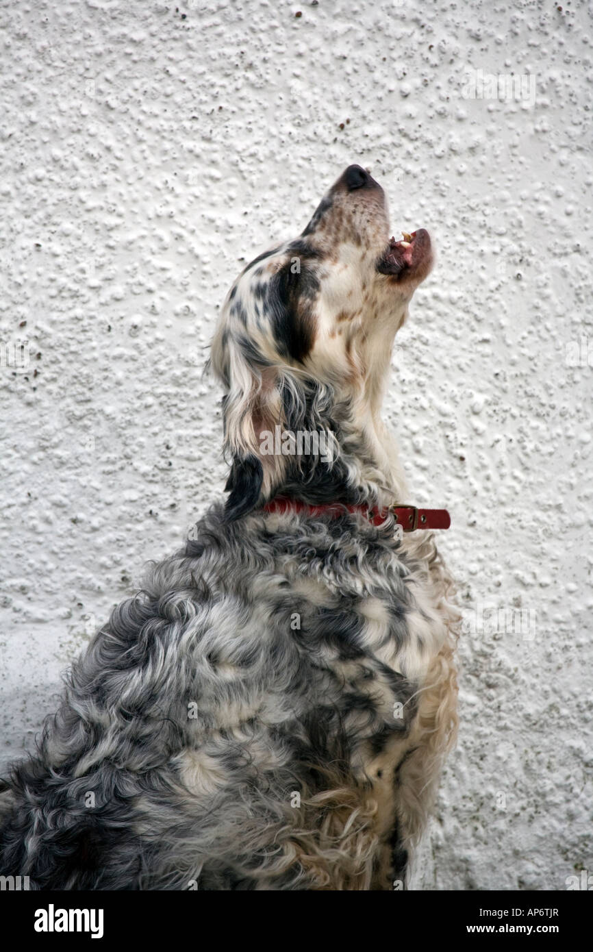A howling dog waiting for his owner to return Stock Photo - Alamy