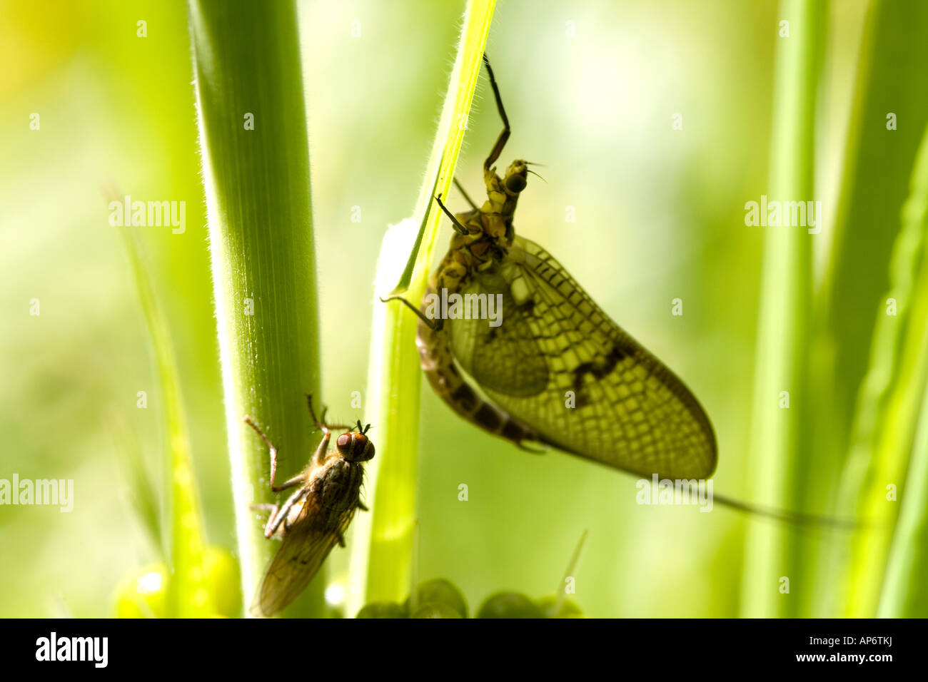 Springtime, a fly and recently emerged Mayfly rest in the long grass ...