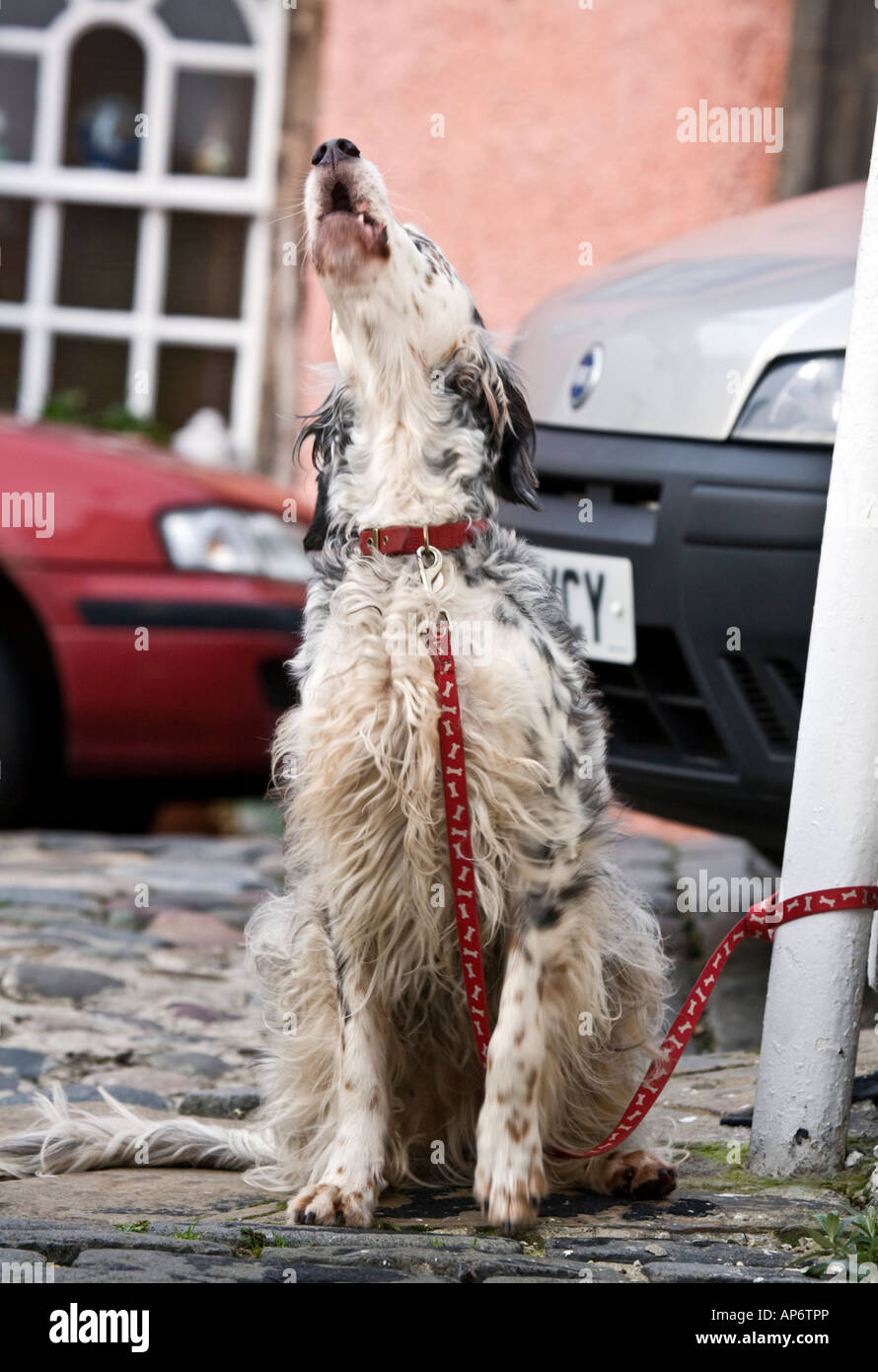 A Howling dog tethered to a drain pipe waiting for his owner to return ...