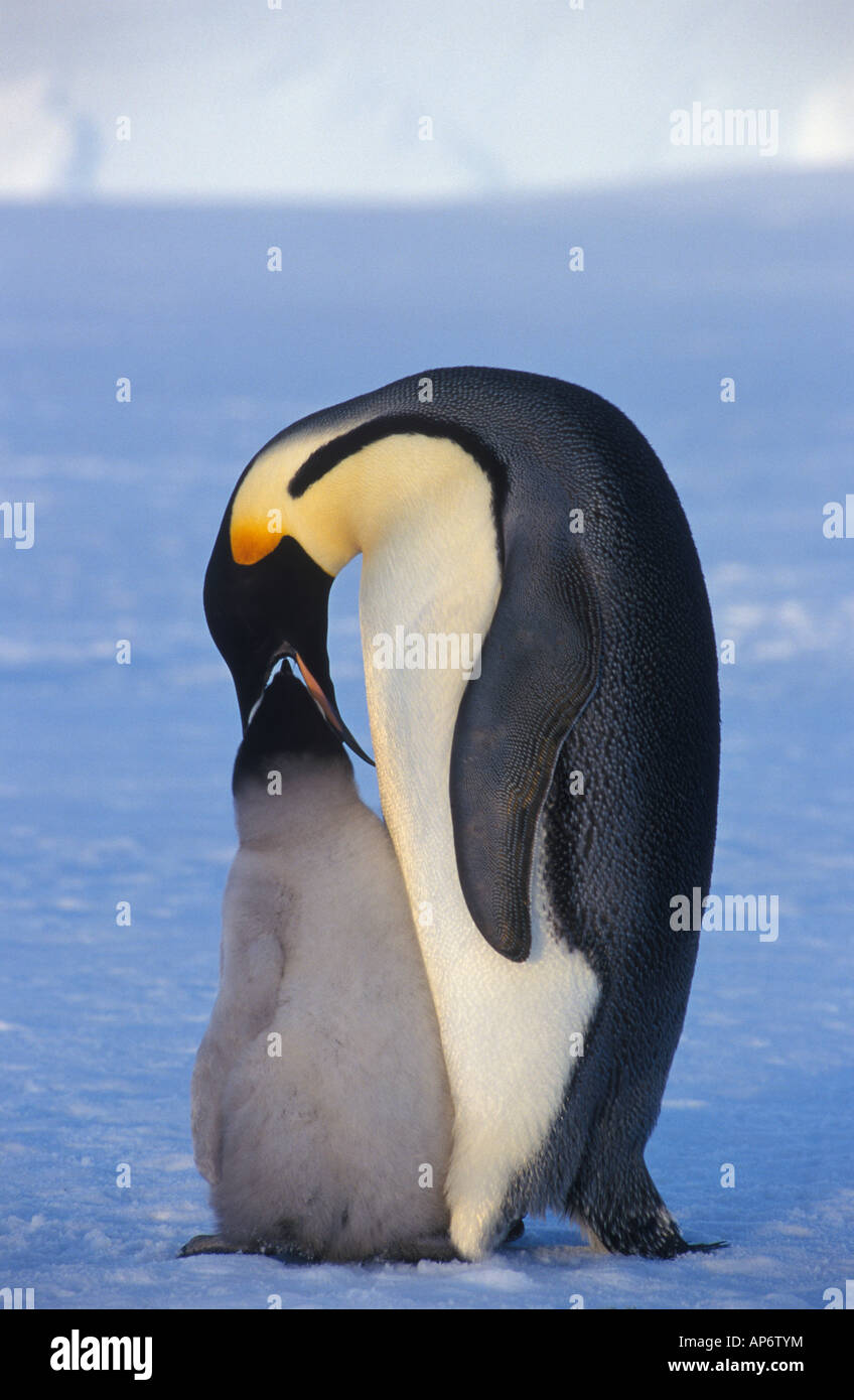 Emperor penguin feeding chick hi-res stock photography and images - Alamy