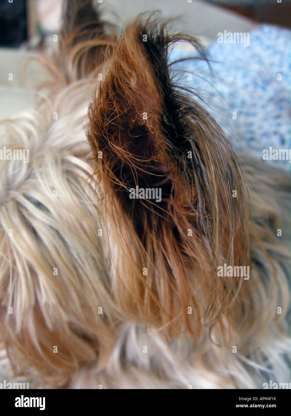 Hearing dogs hi-res stock photography and images - Alamy