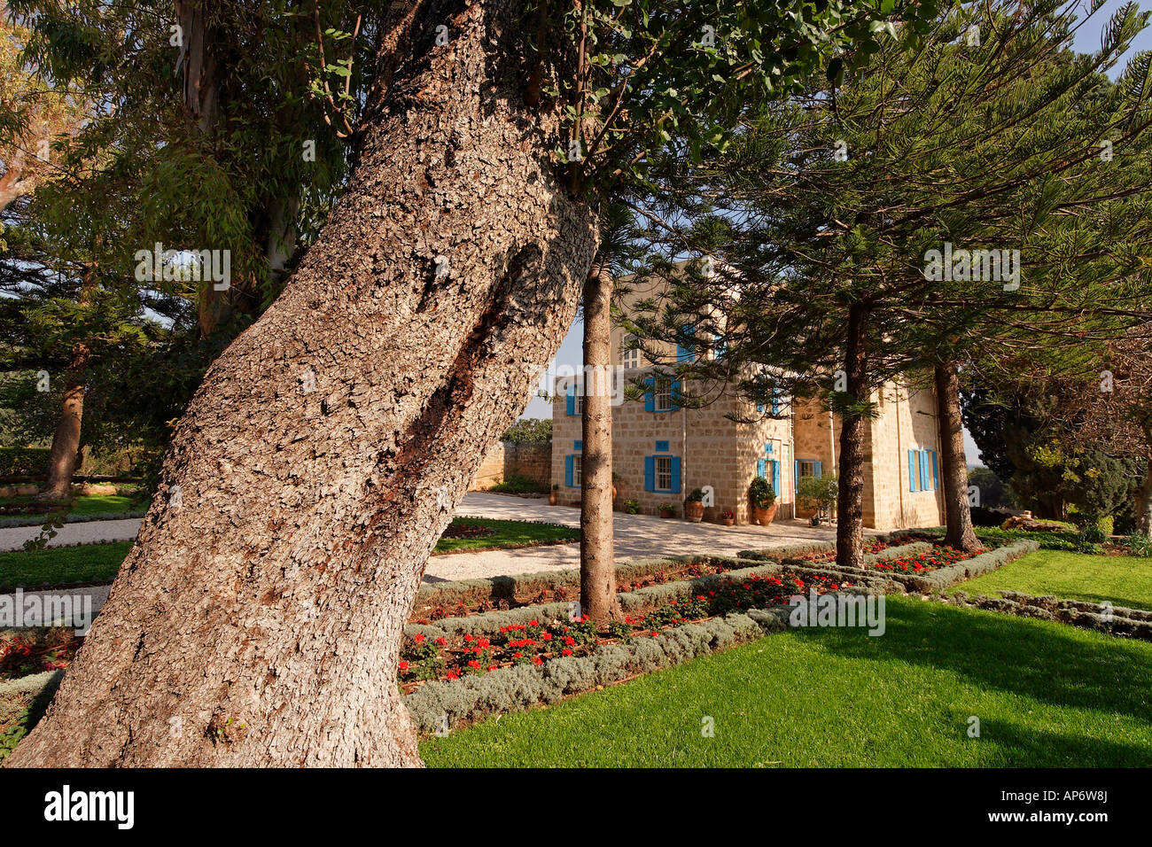 Israe the Galilee Carob tree in the Bahai Garden near Nahariya Stock ...