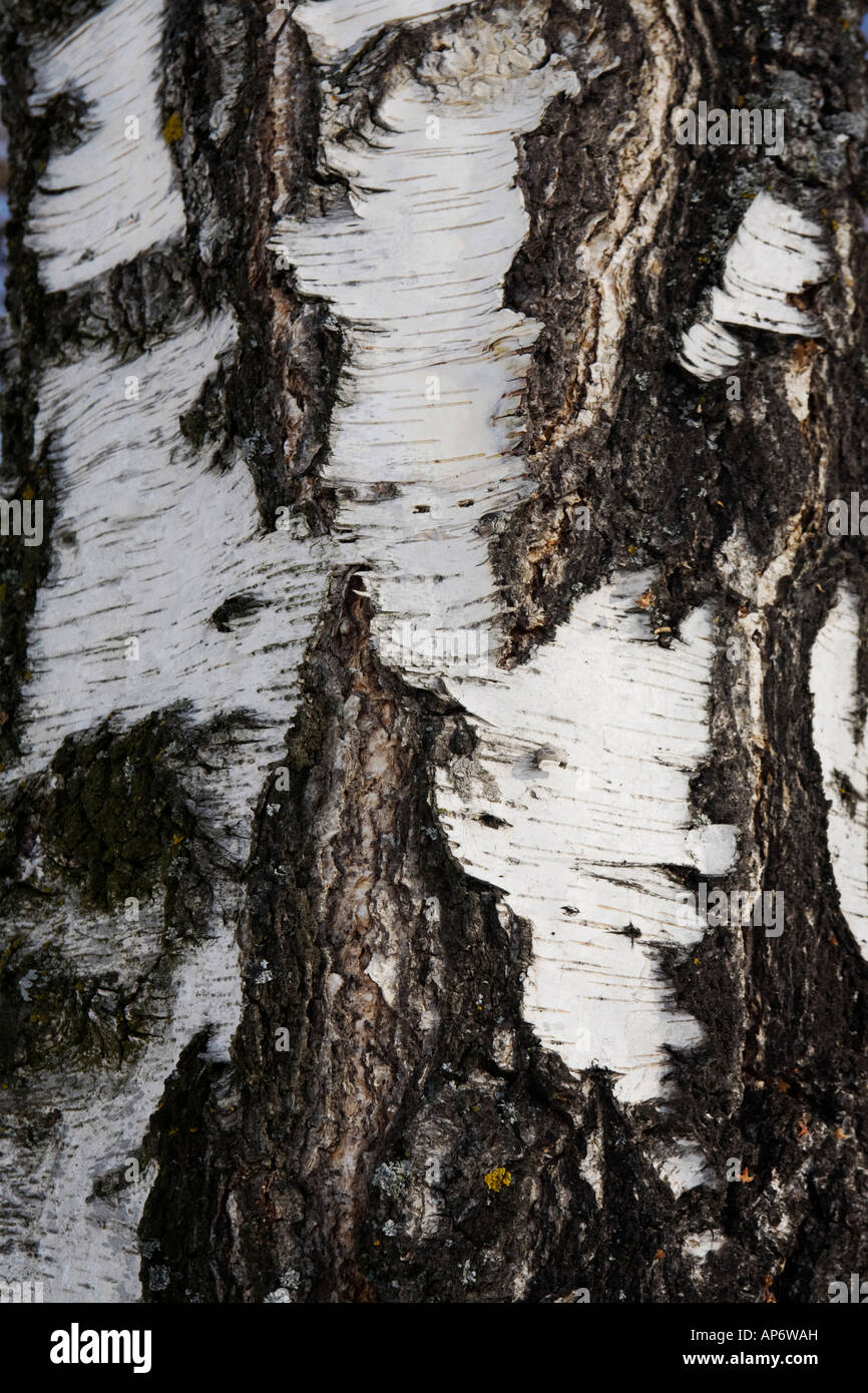 White birch tree trunk Stock Photo - Alamy